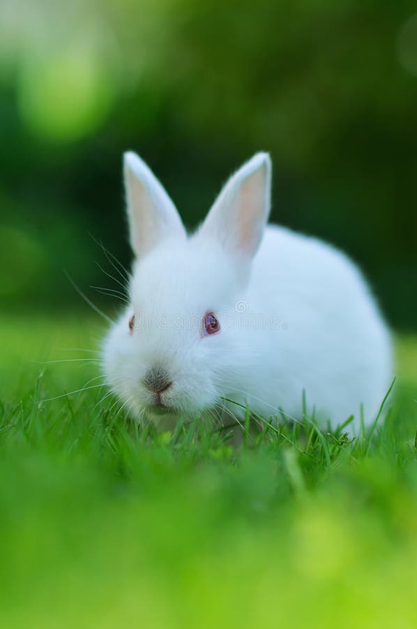 Baby white rabbit in grass stock image. Image of green - 39774479