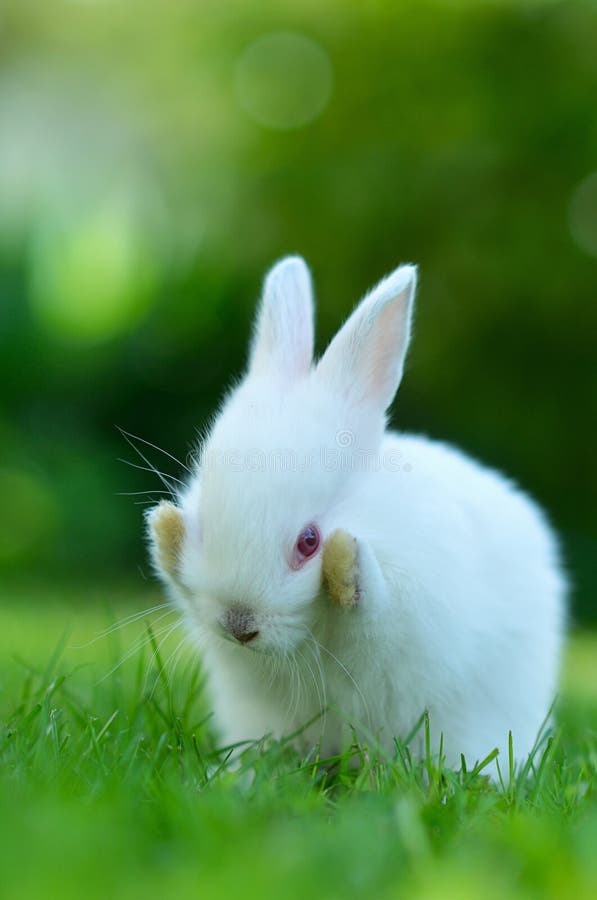 Baby white rabbit in grass stock image. Image of hare - 39774765