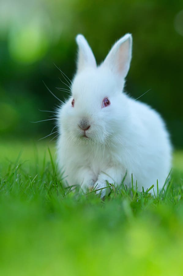 Baby white rabbit in grass stock photo. Image of little - 39774766