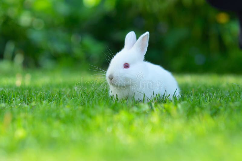Baby white rabbit in grass stock image. Image of bunny - 39774805