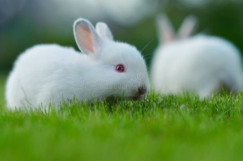 Baby white rabbit in grass stock photo. Image of hare - 39774818