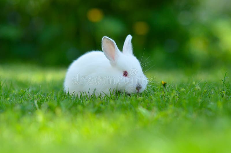 Baby white rabbit in grass stock image. Image of infant - 39774825