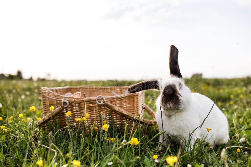 Baby White Rabbit in Spring Green Grass Background Stock Image - Image ...