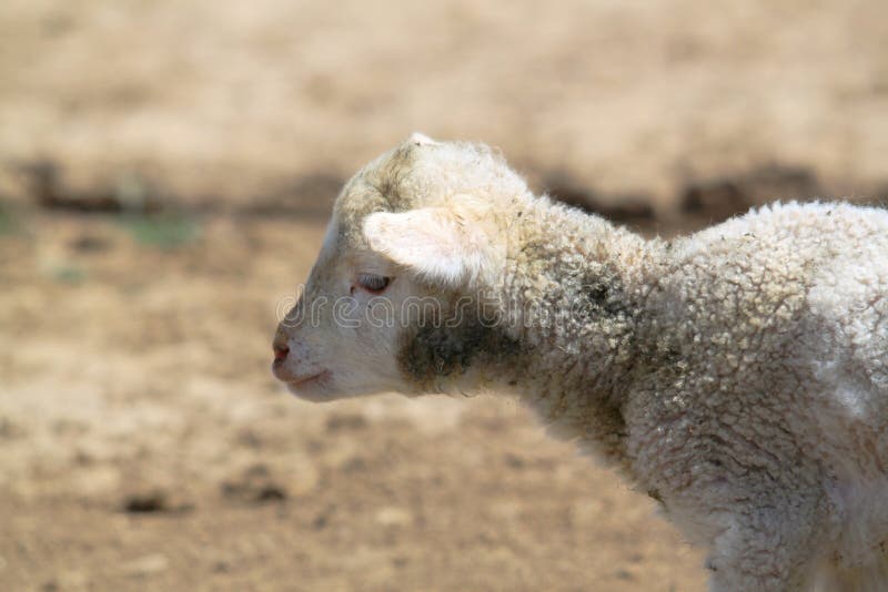 Baby White Sheep (lamb) Head Portrait Close Up Stock Image - Image of ...