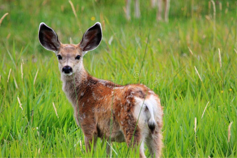 Cute baby deer stock photo. Image of tiny, canadian, deer - 15994712