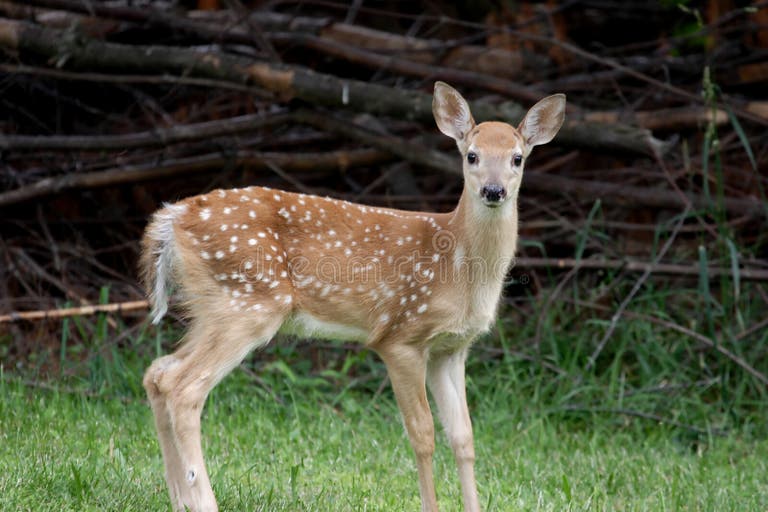 2,207 Baby White Tailed Deer Stock Photos - Free & Royalty-Free Stock ...