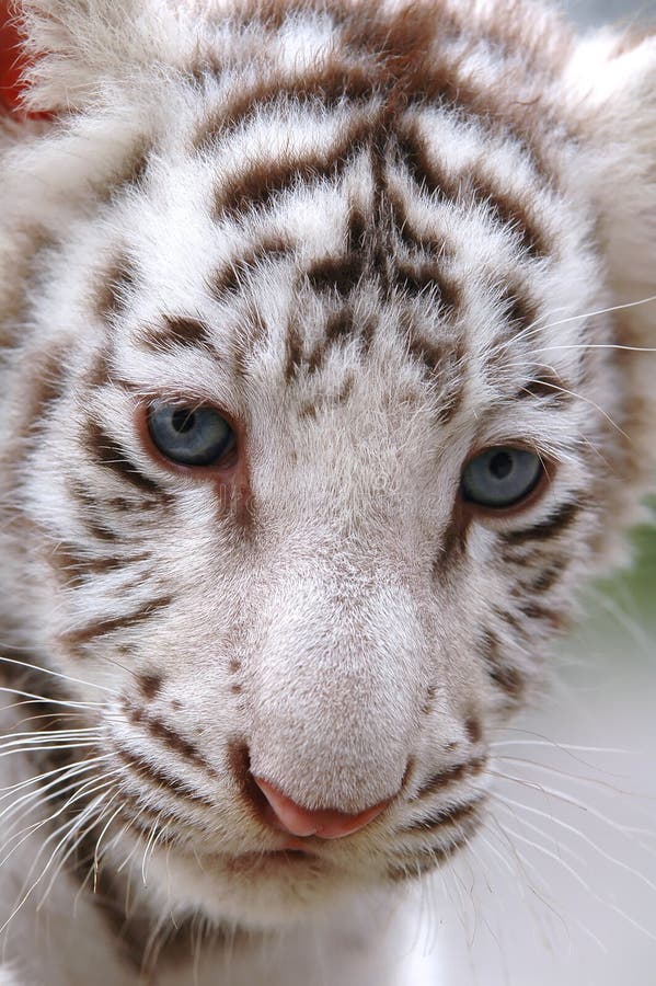 Closeup baby tiger head stock photo. Image of fierce - 23434624