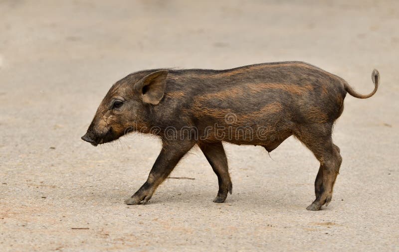 Baby wild boar stock photo. Image of brown, pigs, little - 34943334