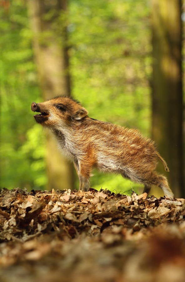 Baby wild boar screaming stock image. Image of scrofa - 71110995