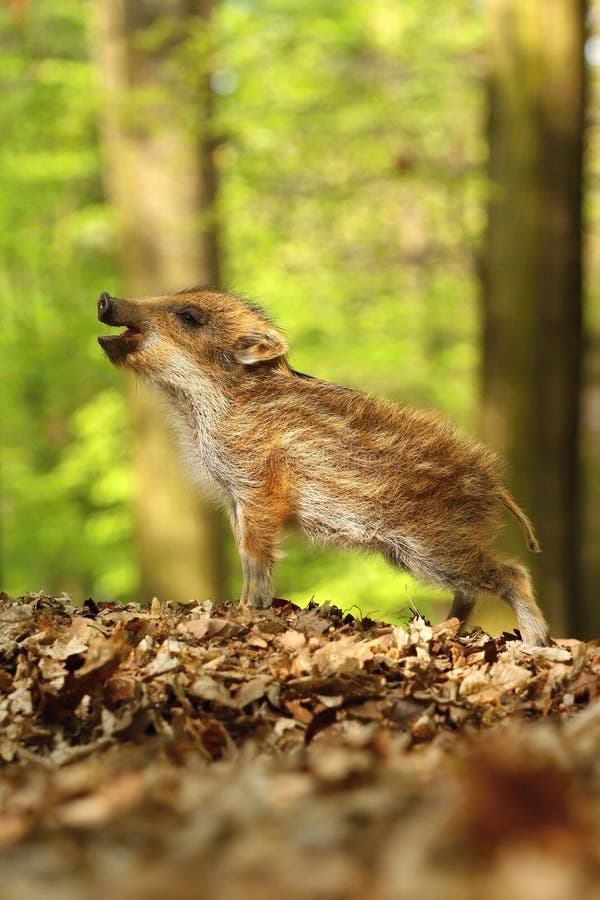 Baby wild boar squealing stock photo. Image of forest - 71111820