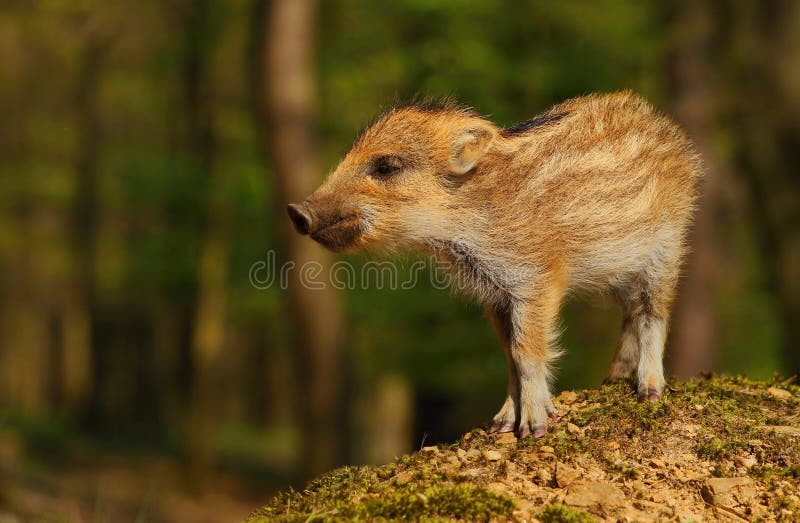 Baby wild boar stock image. Image of animal, boar, striped - 71112245