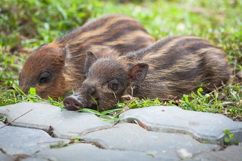 Baby Wild Boars Sleeping on Grass Stock Photo - Image of forest ...