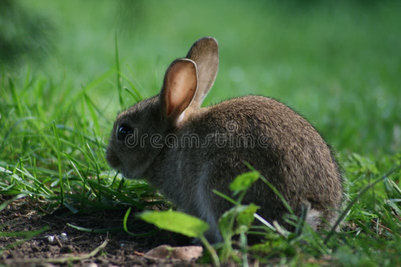 Baby Jack Rabbit stock photo. Image of rabbit, wildlife - 15202450