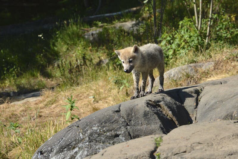 Baby Wolf stock image. Image of wild, rock, fauna, cute - 97179485