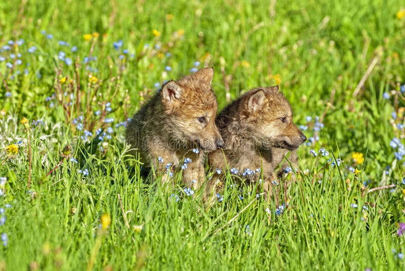 Baby Wolves in Montana Meadow Stock Photo - Image of animals, spring ...
