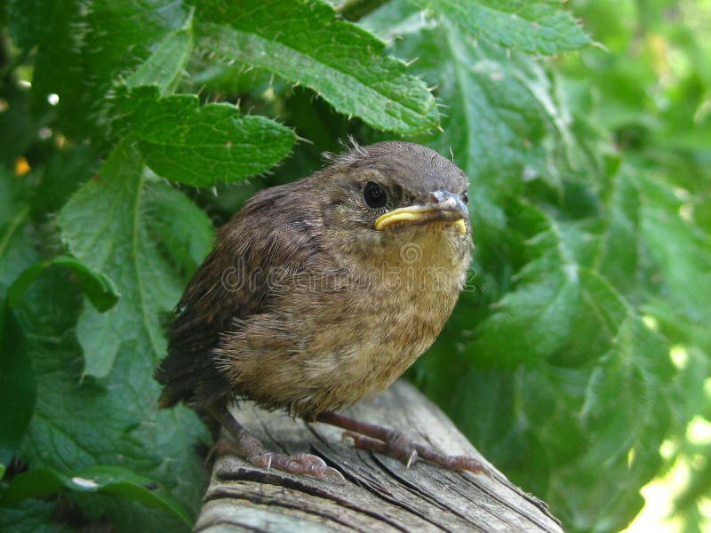 Baby wren stock photo. Image of alone, adorable, baby - 67983494