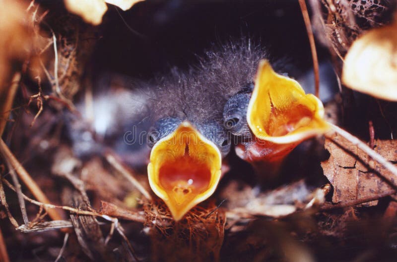 Baby wrens in the nest. stock image. Image of beak, close - 20970277