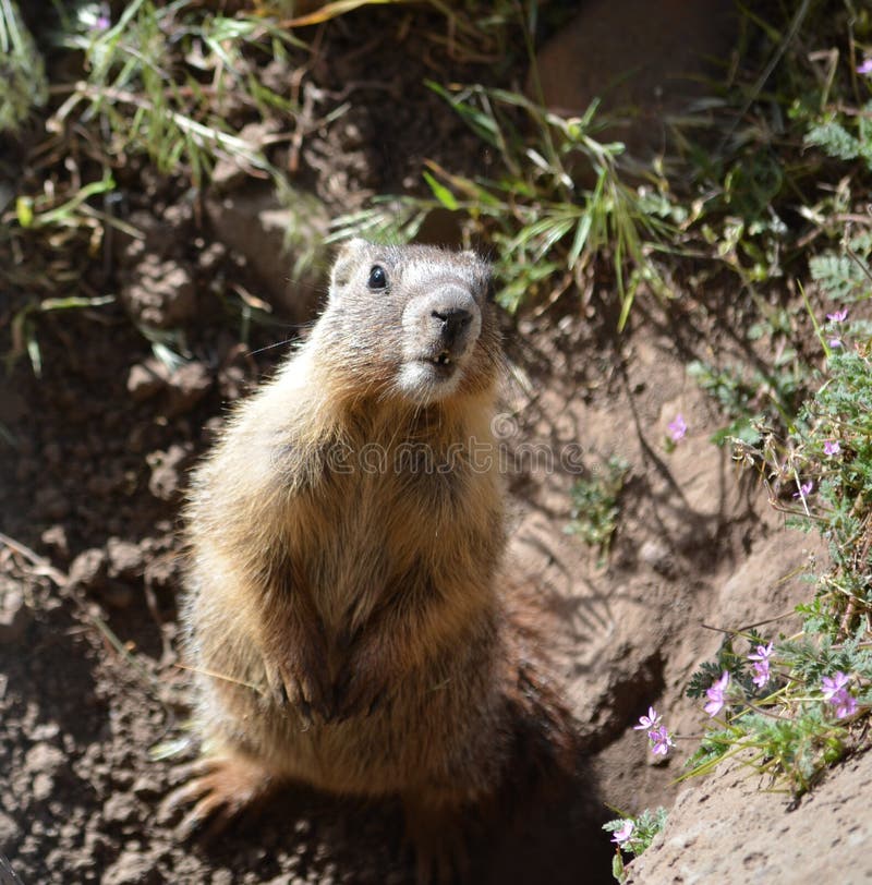 Young Yellow Belly Marmot Stock Photos - Free & Royalty-Free Stock ...