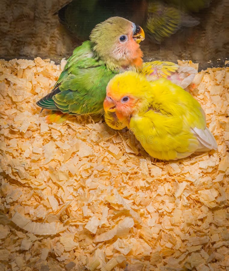 Baby yellow lovebird stock image. Image of dust, animal - 49861983