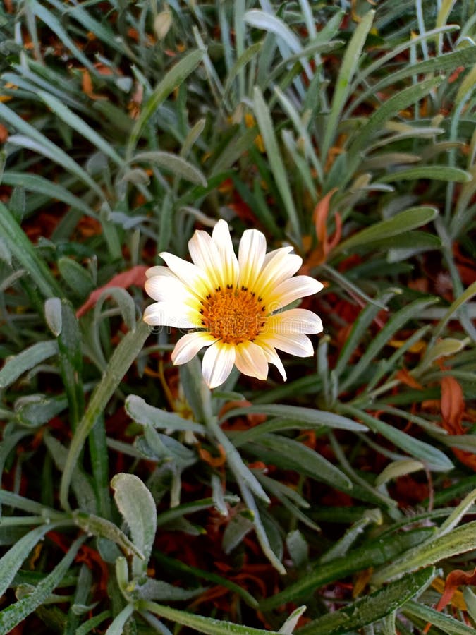Yellowish Flower with Green Leaves Stock Image - Image of petal, food ...