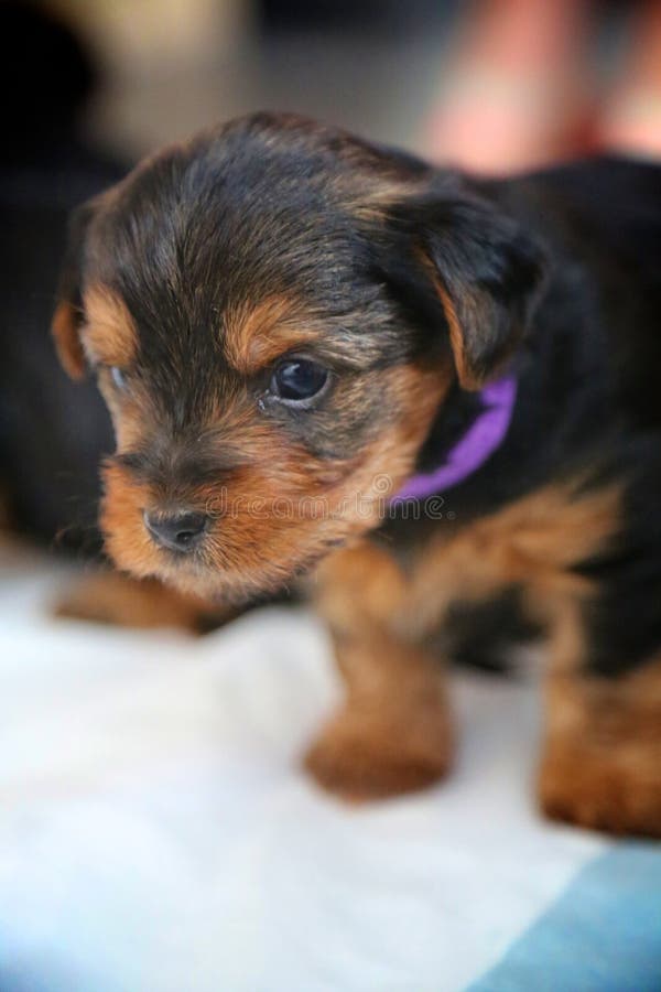Baby Yorkie stock photo. Image of animal, yorkie, puppy - 86233206
