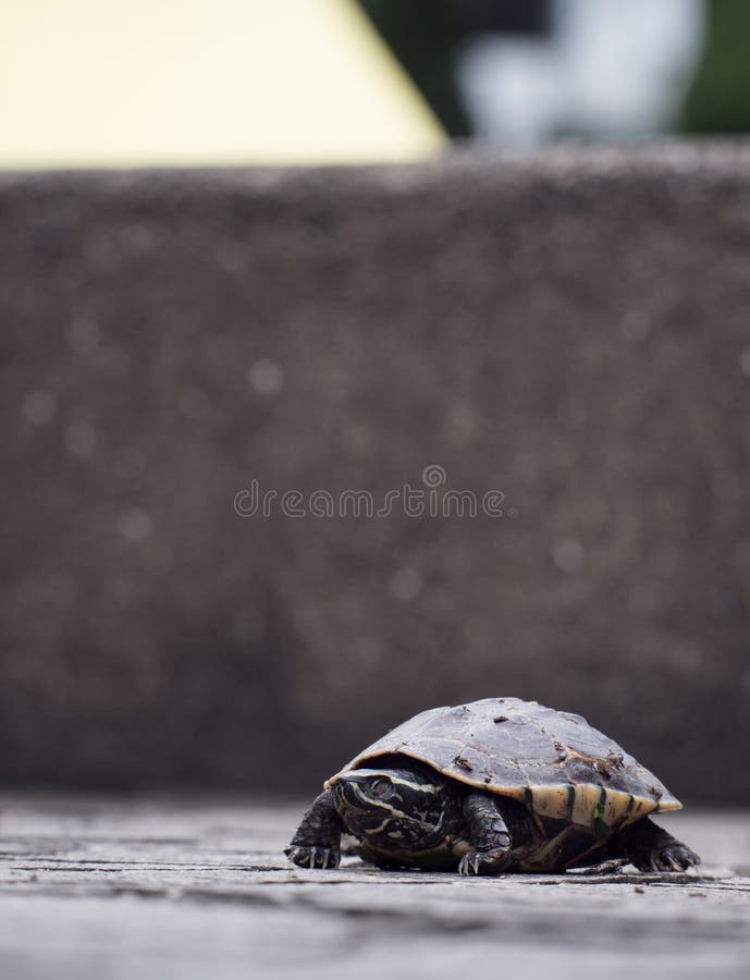 Baby Young Turtle Standing Ground Alone Looking Stock Photos - Free ...
