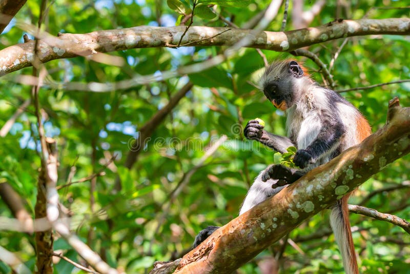 Baby Zanzibar Red Colobus or Procolobus Kirkii Stock Photo - Image of ... Baby Zanzibar Red Colobus or Procolobus Kirkii Stock Photo - Image of ...