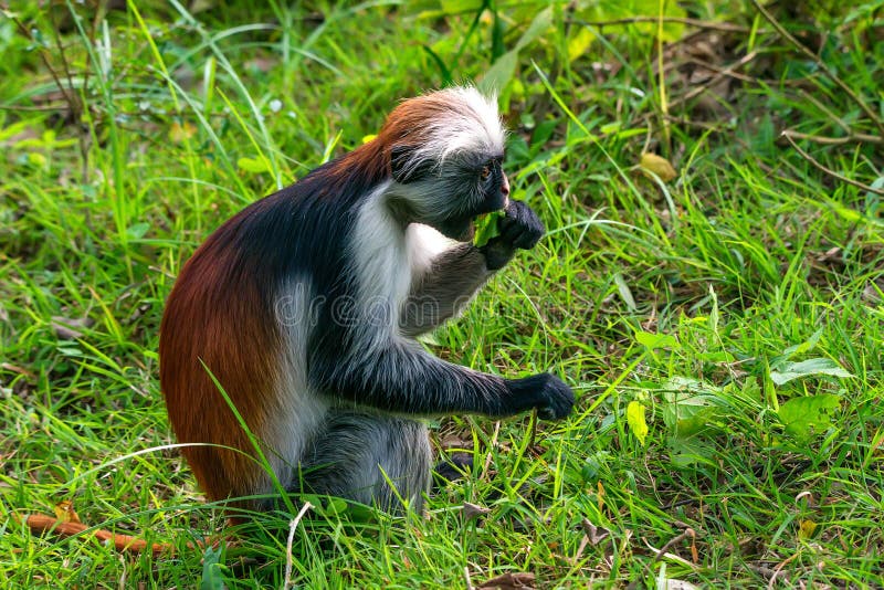 Baby Zanzibar Red Colobus or Procolobus Kirkii Stock Photo - Image of ... Baby Zanzibar Red Colobus or Procolobus Kirkii Stock Photo - Image of ...