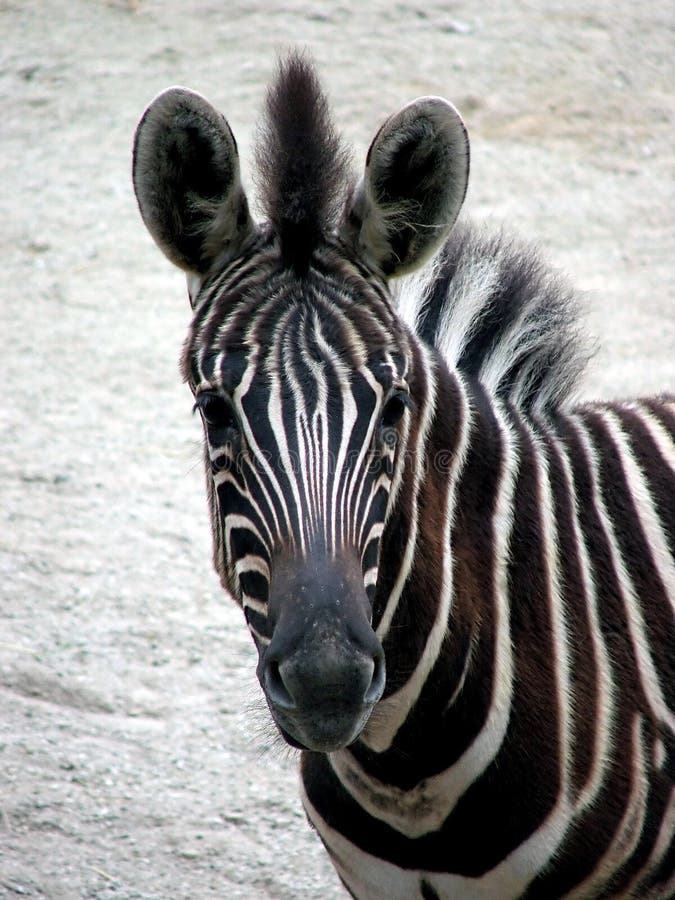 Baby Zebra stock image. Image of wildlife, zebra, white - 1339837