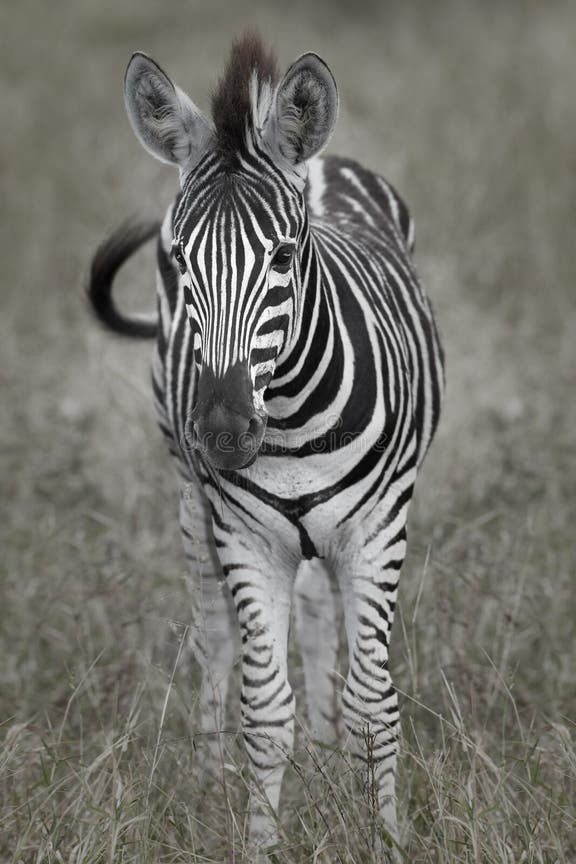 Baby Zebra stock image. Image of scared, mane, baby, mammal - 14323291