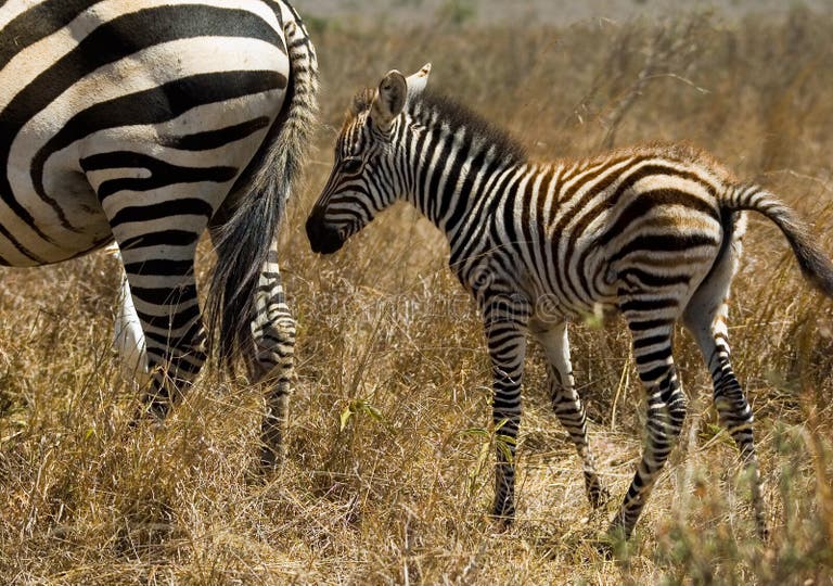 Baby zebra stock image. Image of safari, voyage, environment - 1501673