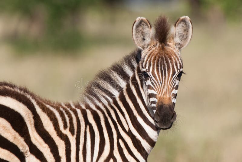 Young zebra with mum stock photo. Image of white, small - 2031634