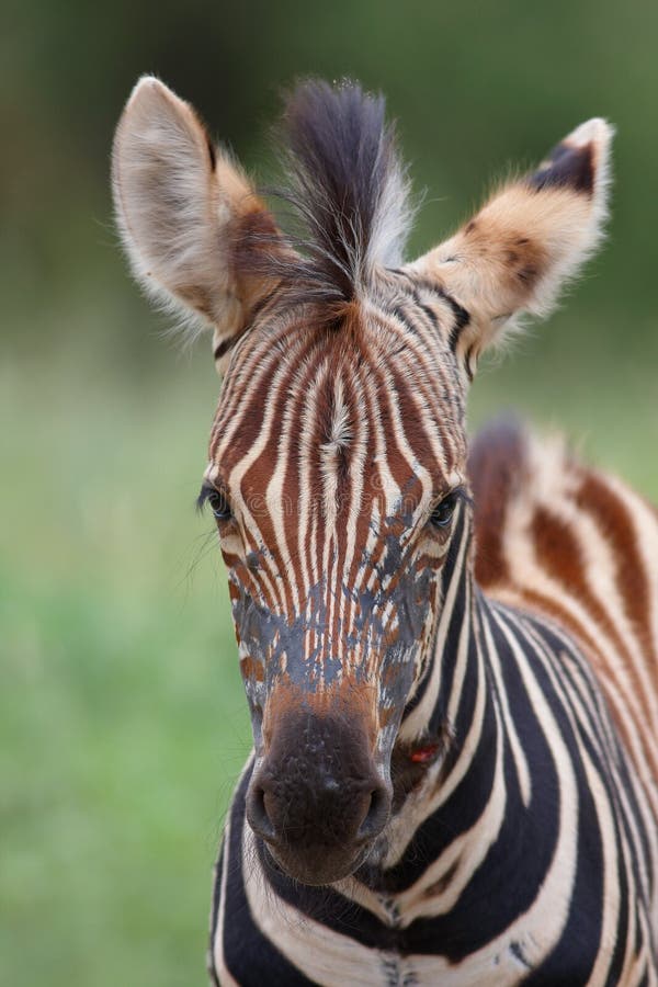 Zebra portrait stock image. Image of animals, portrait - 15875519
