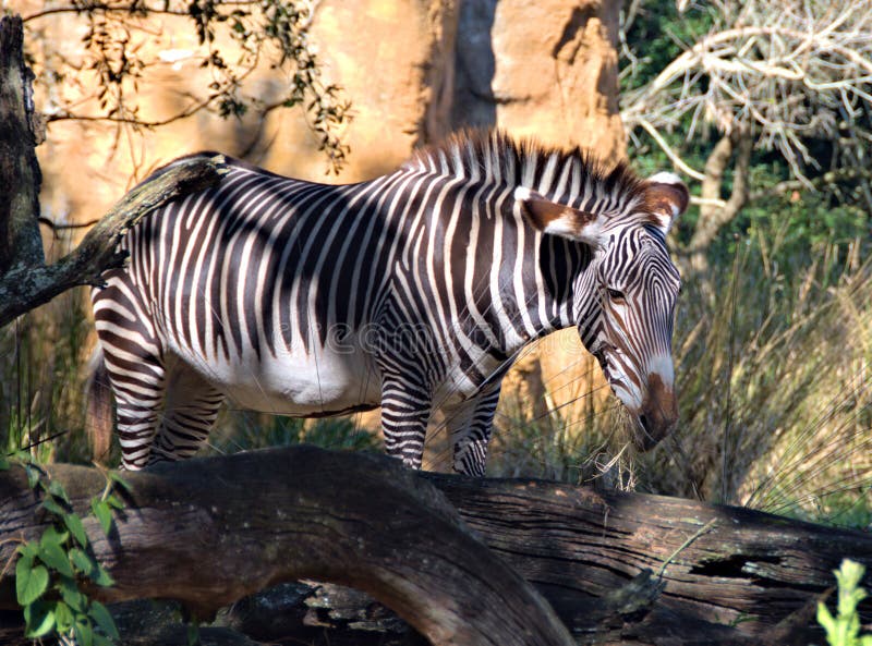 Baby Zebra stock photo. Image of road, walk, zebra, bridge - 140436964