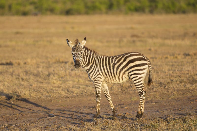 Baby Zebra stock image. Image of game, plains, equus - 96438589
