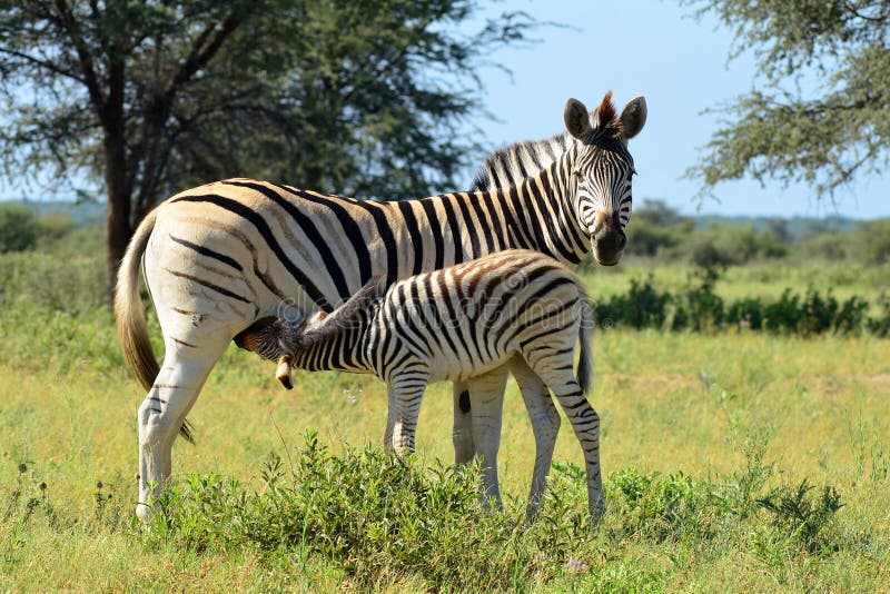 Baby Zebra at Breast-feeding Stock Image - Image of africa, baby: 30140591