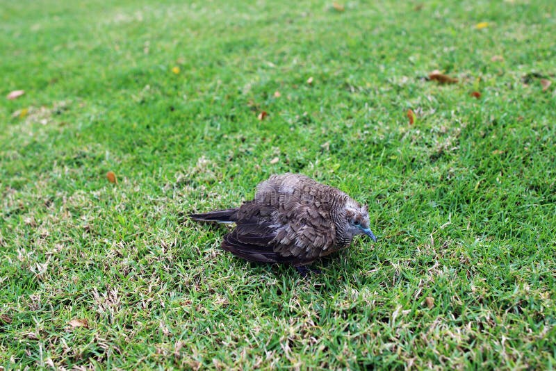 Baby zebra dove stock photo. Image of nature, feather - 86433248
