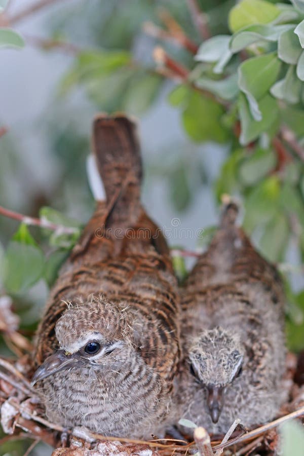 Baby Zebra Doves on a Neon Tree Stock Photo - Image of asia, close ...