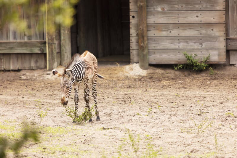 A Baby Zebra Eating Vegetation in Barn Yard Stock Image - Image of baby ...