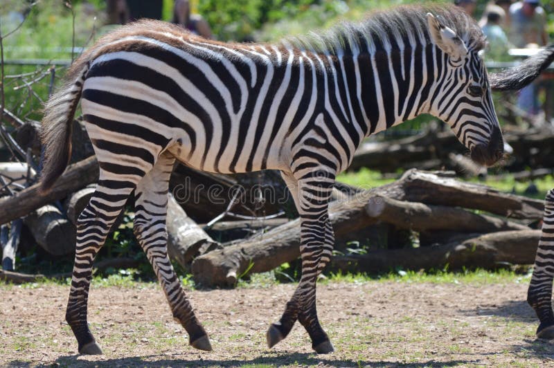 Baby Zebra Going for a Walk Stock Photo - Image of wildlife, adventure ...
