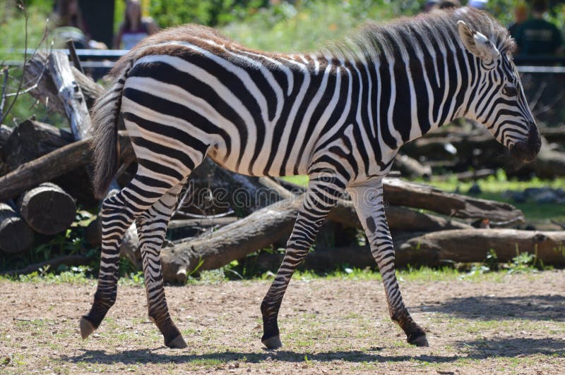 Baby Zebra Going for a Walk Stock Photo - Image of recreation ...
