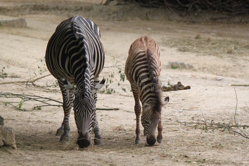 Baby zebra and mama zebra stock photo. Image of switzerland - 41171886