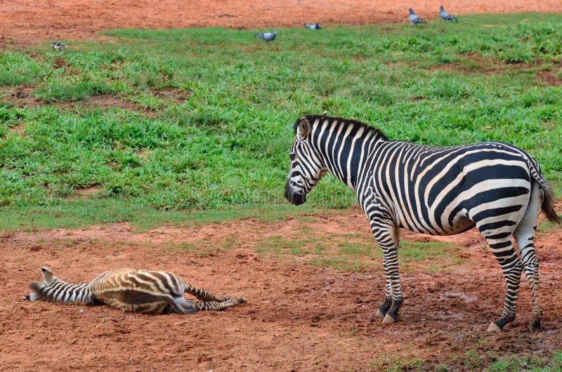 Baby zebra with mother stock photo. Image of equus, mother - 39083082