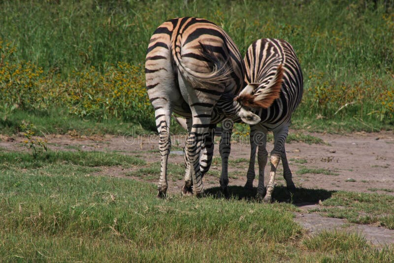 Baby Zebra Nurses stock photo. Image of texture, striped - 8764090