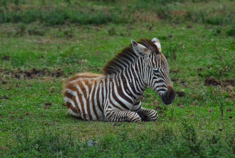 Baby Zebra (Equus Quagga) Resting. Stock Photo - Image of grass ...
