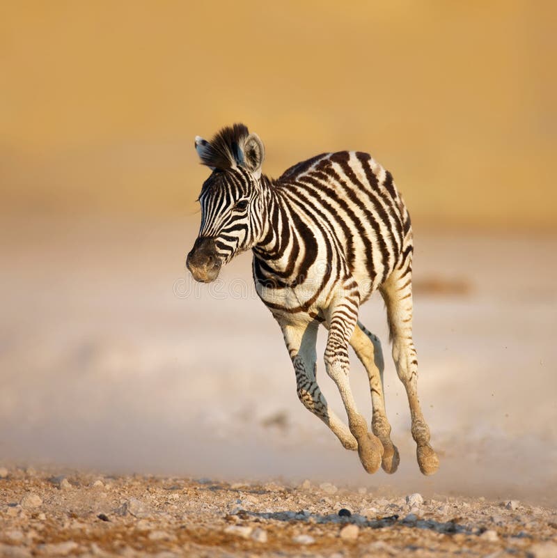 Zebra Running Fast Grevy's Zebra Running Stock Image C002/1645