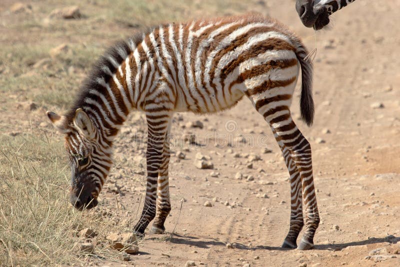 Baby zebra standing stock image. Image of calf, black - 32216657