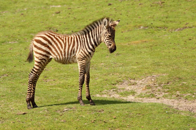 Bison Baby stock photo. Image of large, bison, close - 13059598