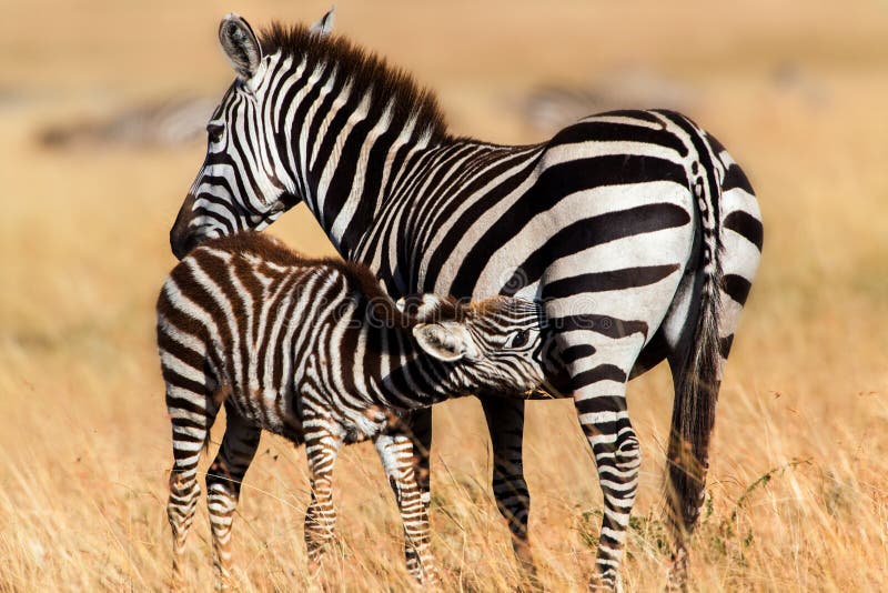 Baby Zebra Suckling, Masai Mara Stock Image - Image of captivity ...