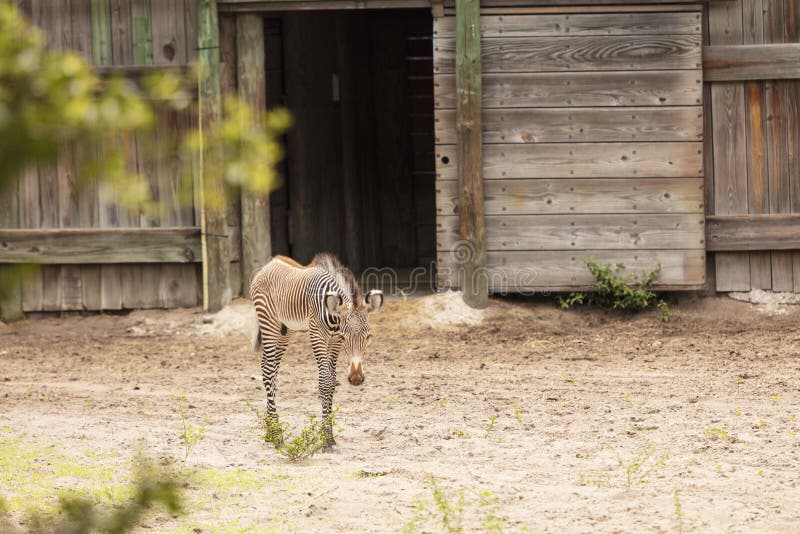 Baby Zebra Walking Around Barn Yard Stock Photo - Image of equidae ...